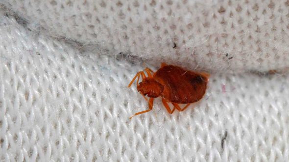 Cómo saber si tienes una plaga de chinches de cama